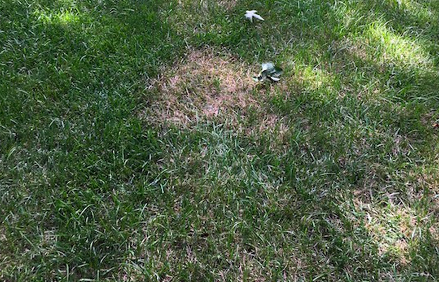 How can I tell what type of grass I have? - Canopy Lawn Care