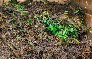 Composting For Your Lawn - Canopy Lawn Care