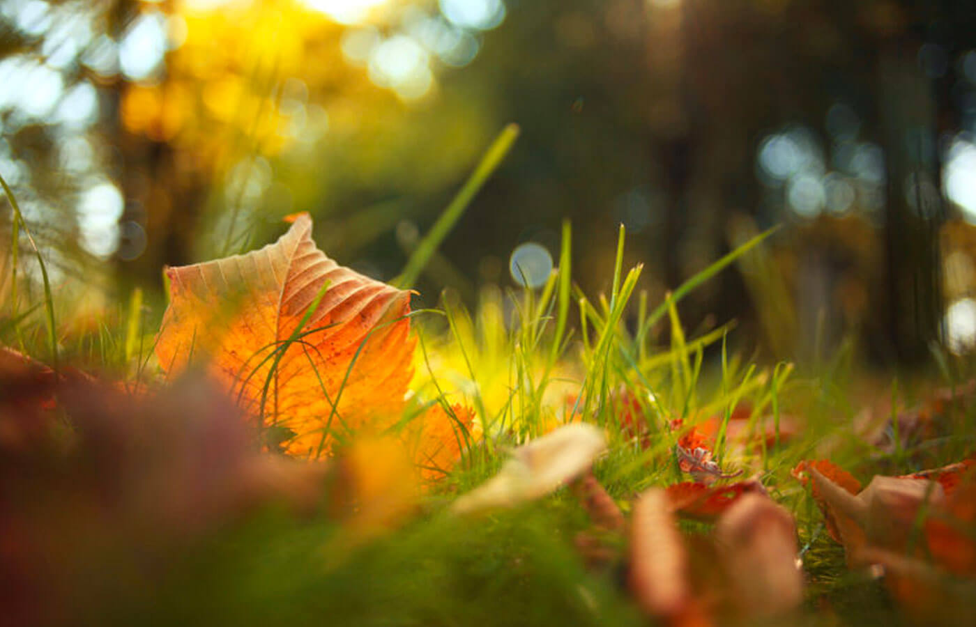 Managing Fall Leaves - Canopy Lawn Care