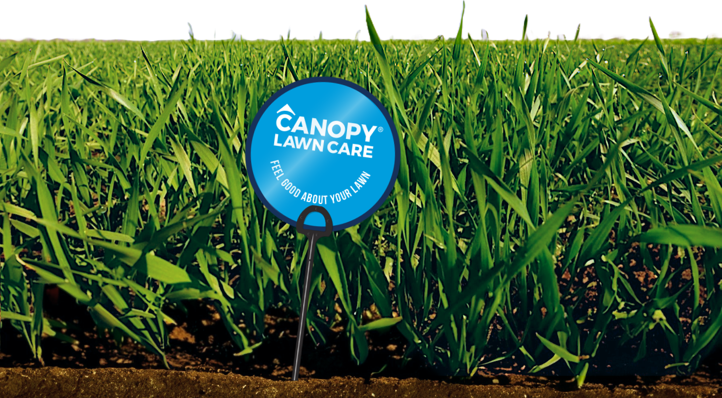 Beneficial Soil Microbes for Lawn Health Explained